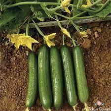 30 Pcs Cucumbers – Vicedeal