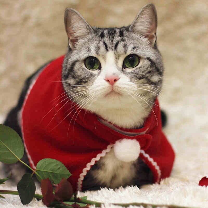 [MPK Cat Costume] Cute Christmas Hat And Neckerchi... – Grandado