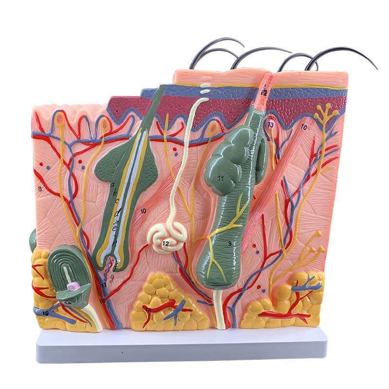 50 Keer Vergrote Anatomisch Model Van Menselijke H... – Vicedeal