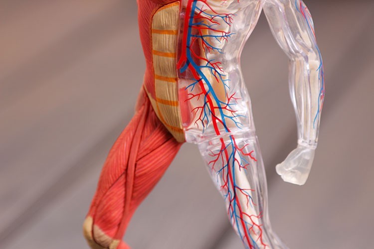 4D Montiert Menschlichen Muskel Anatomie Modell An... – Vicedeal