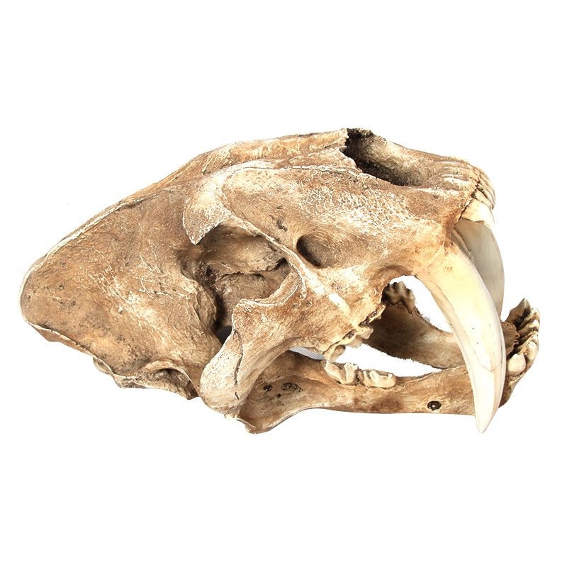 White Saber-Toothed Tiger Resin Skull Replica Head... – Grandado