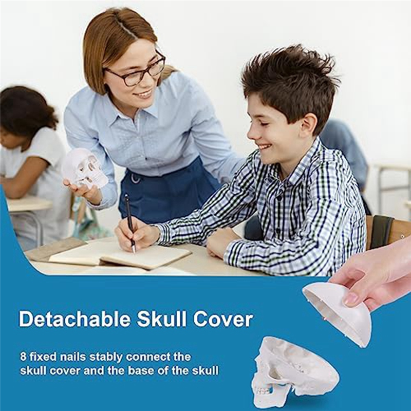 ABCD Mini Human Skull Model, 3 Parts Anatomical Sk... – Grandado
