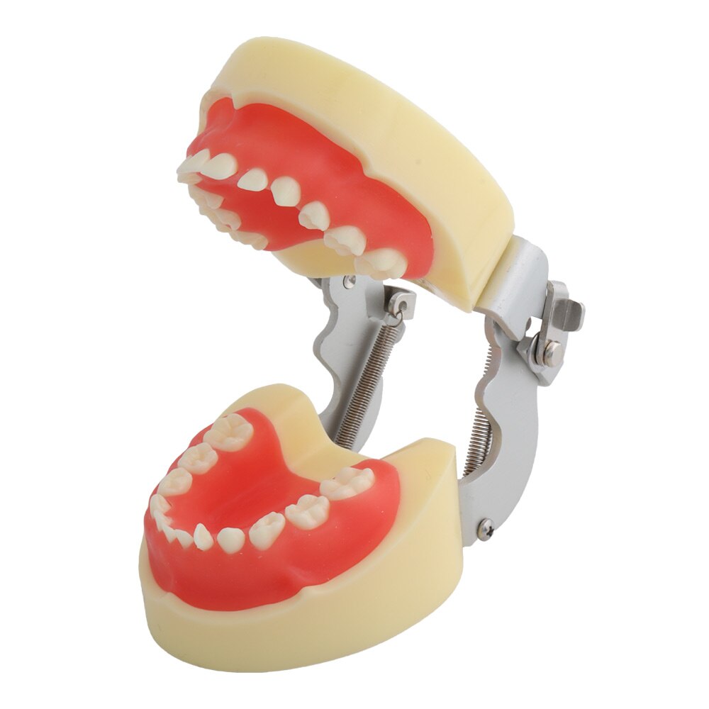 Dental Model Dental Teaching Model Teeth Model Sta... – Grandado