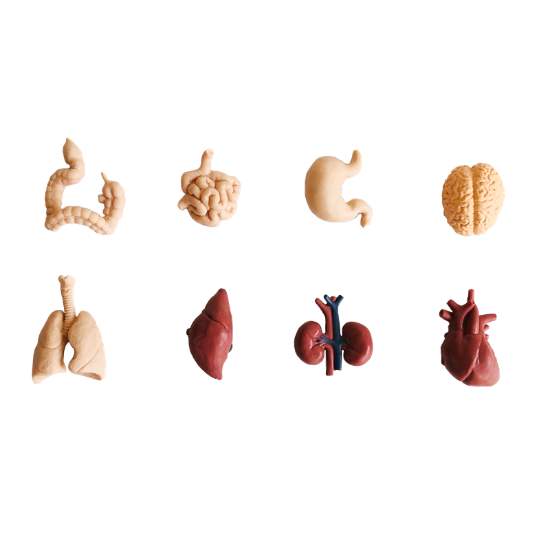 Montessori Language Materials Human Organ Models W... – Grandado