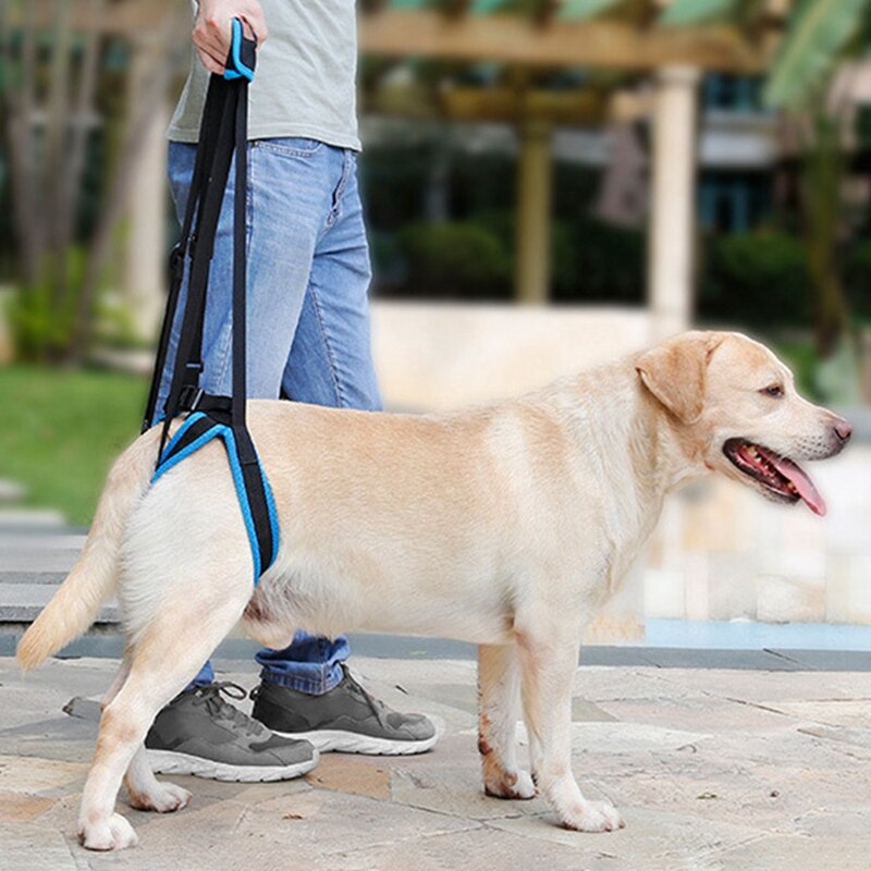 Adjustable Dog Lift Harness Pet Back Legs Support ... – Grandado