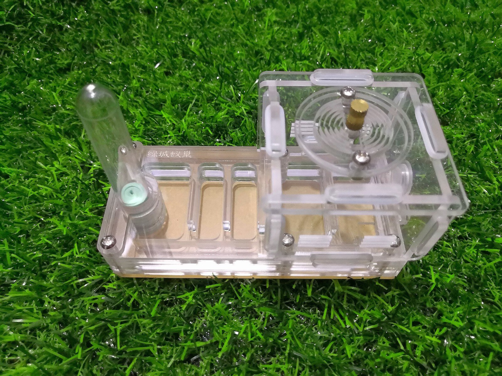 The Small Group of Yakeli Plane Ants Pet Ants Work... – Vicedeal