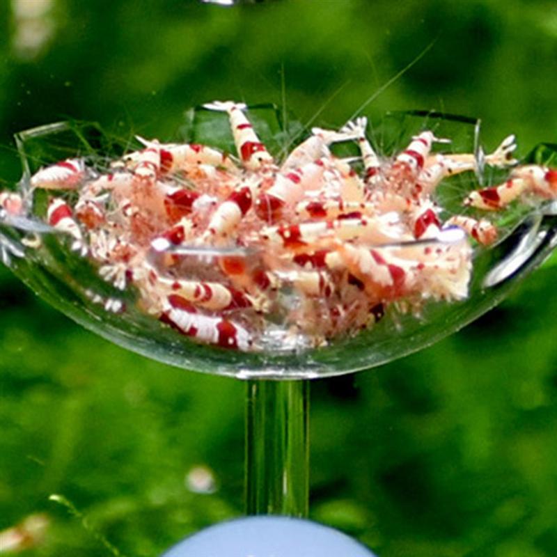 Acrylic Feeding Food Cup Plant Cup Brine Shrimp Li... – Vicedeal