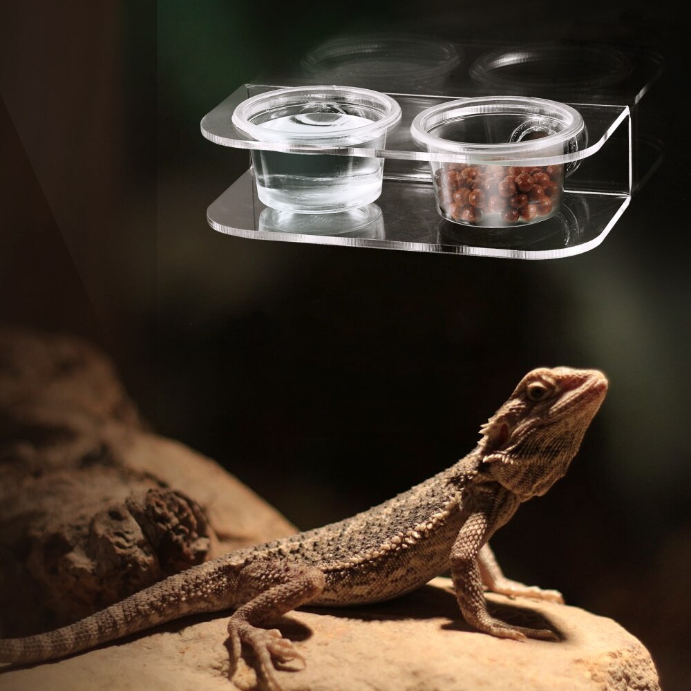 POPETPOP Reptile Feeding Dish Water Food Cups Geck... – Grandado