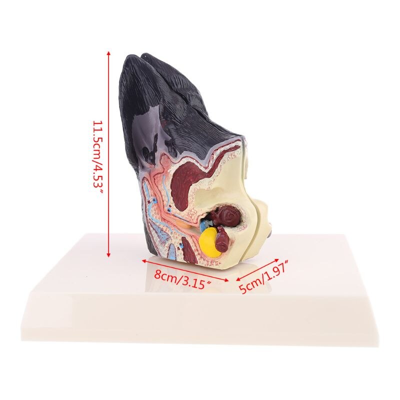 Hond Oor Laesie Dier Anatomisch Model Veterinaire ... – Vicedeal