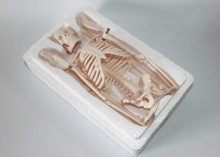 Fexible 45cm Humans Skeleton Model Assembled Anato... – Vicedeal