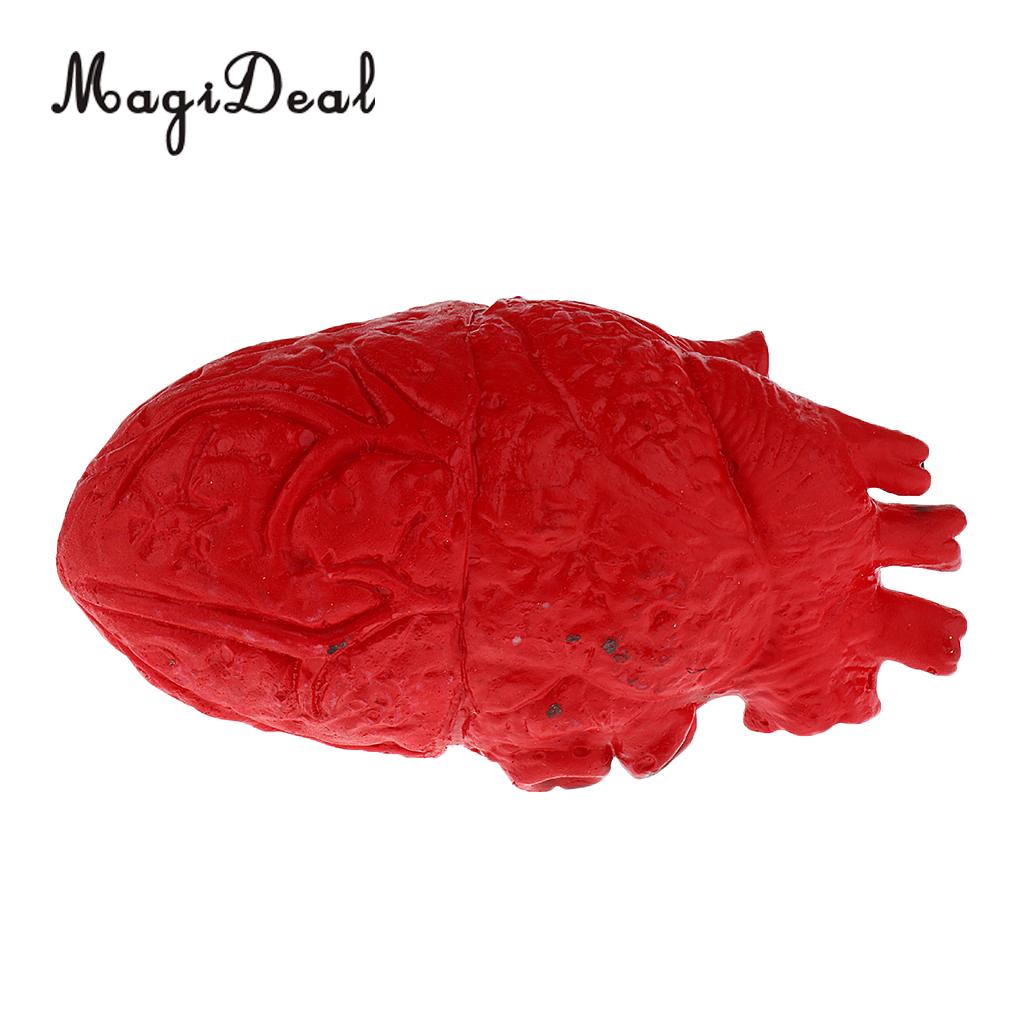 Lifelike Human Heart Model-Chop Shop Body Part Org... – Grandado