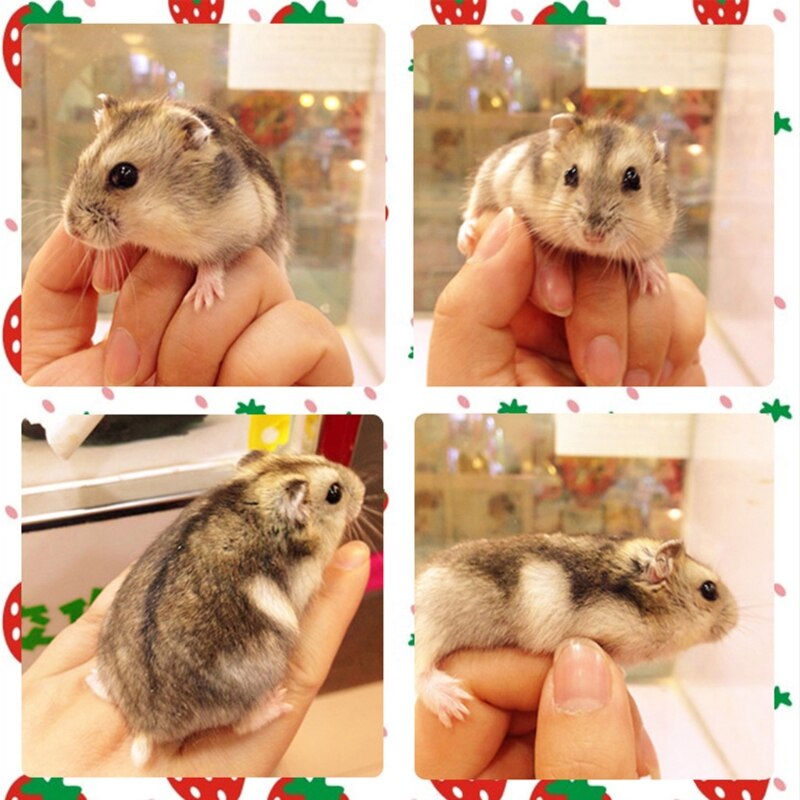 Hamster Plastic Bathroom Container Open Top Sandbo... – Grandado