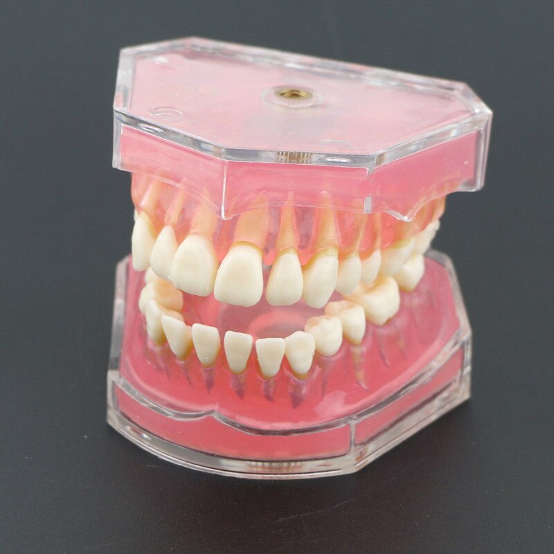 Dental Study Teaching teeth Model Standard Model R... – Vicedeal
