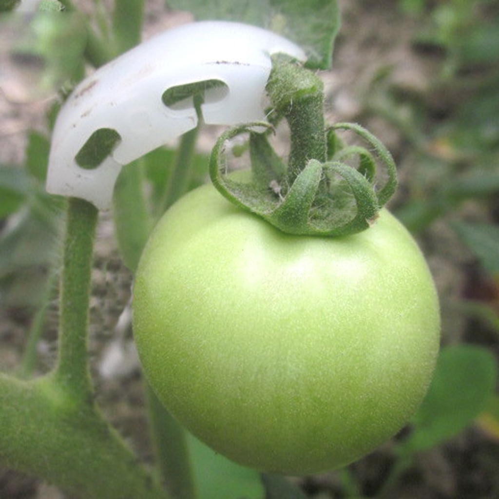 100pcs Tomato Truss Garden Plant Support Fixing Cl... – Grandado
