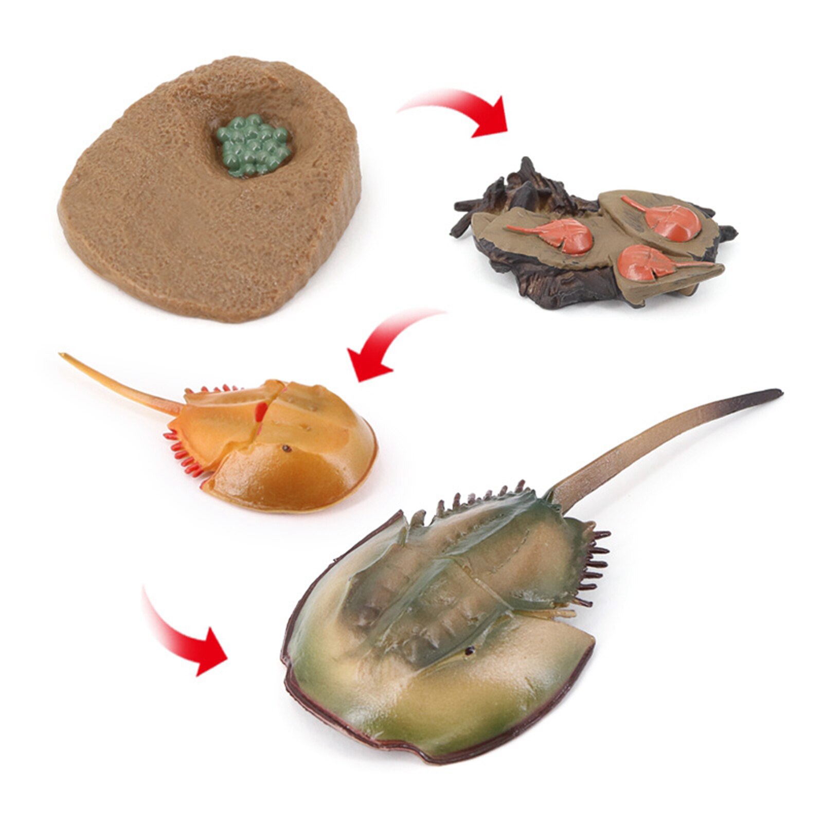 4 Stages Life Cycle of A Dragonfly, Insects Plasti... – Grandado 4 Stages Life Cycle of A Dragonfly, Insects Plasti... – Grandado