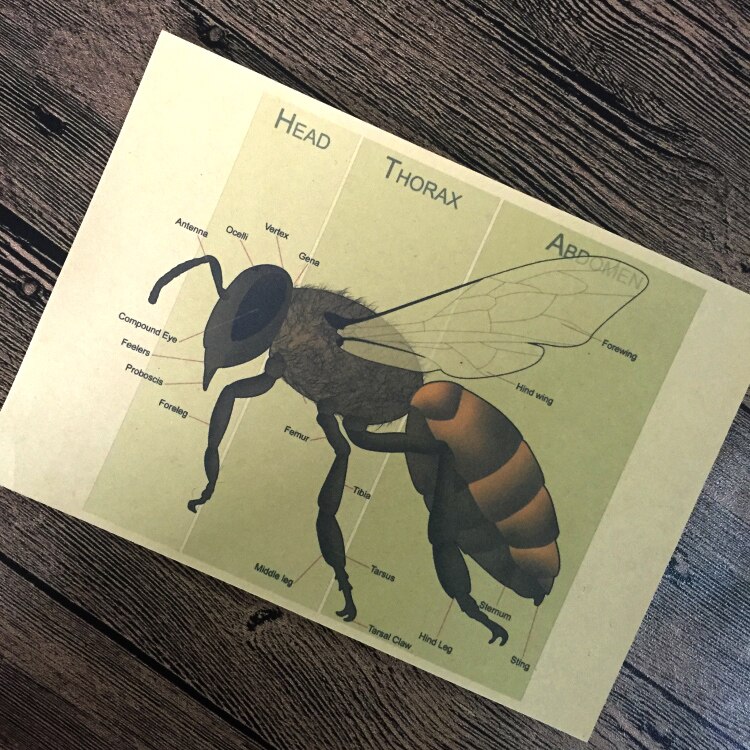 Free ship Retro Bee Chart Vintage Poster Bar/cafe/... – Grandado