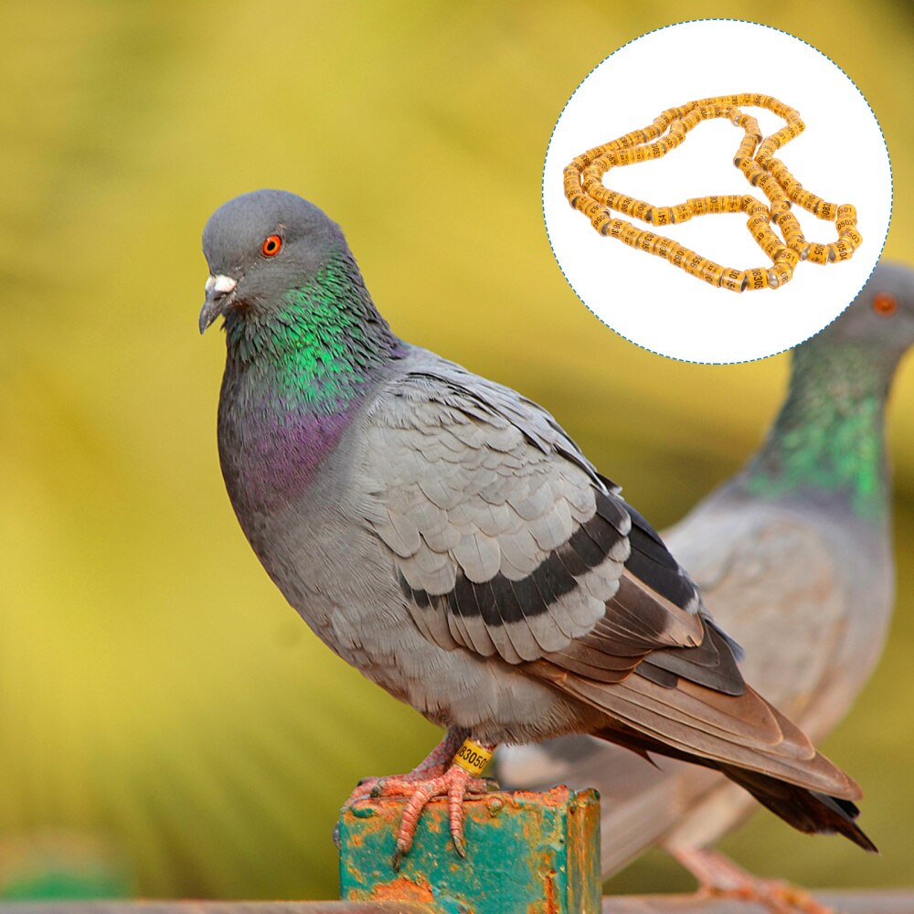 100pcs Numbered Pigeon Leg Rings Bird Identificati... – Grandado