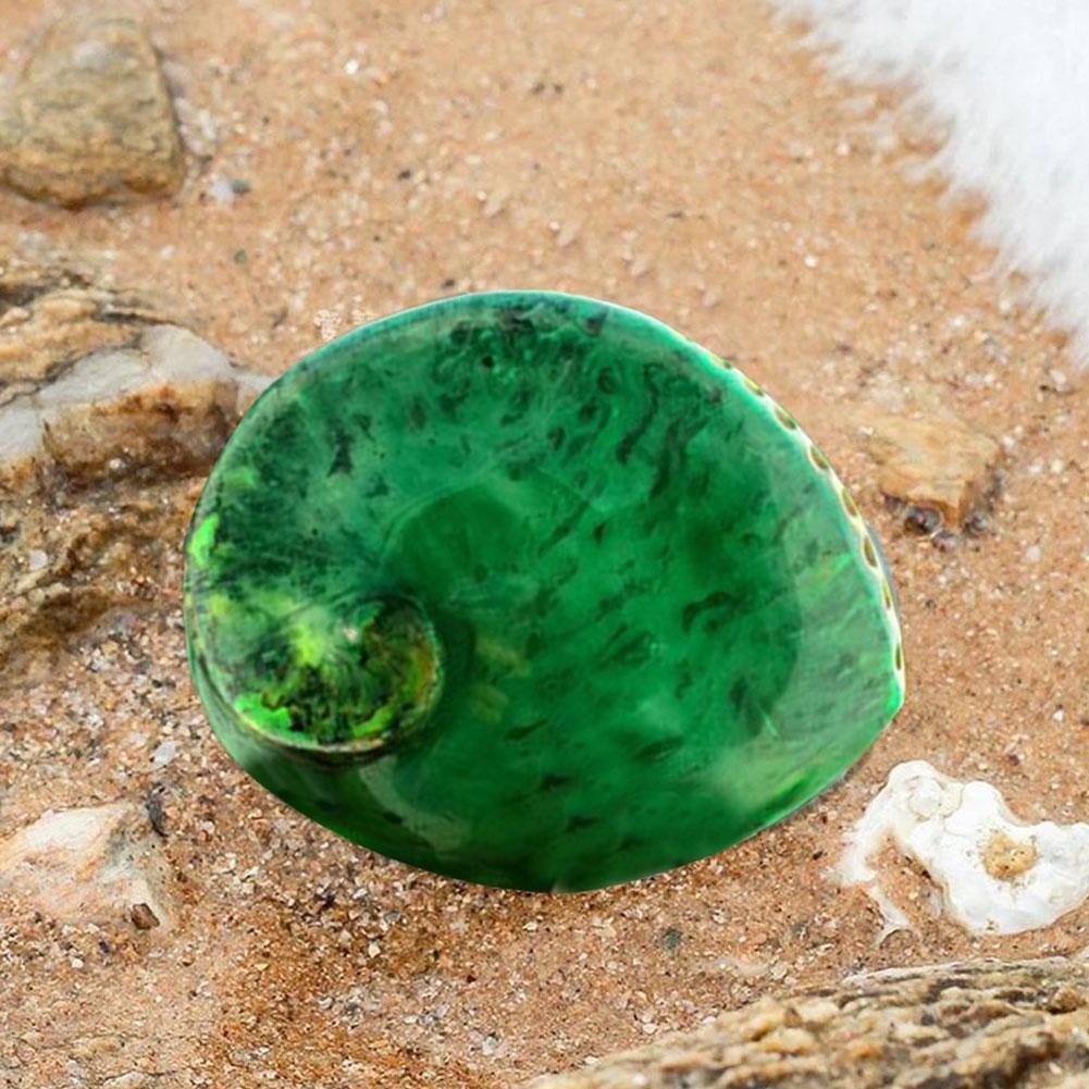 13-15cmcm Abalone Shells Home Aquarium Landscape S... – Grandado