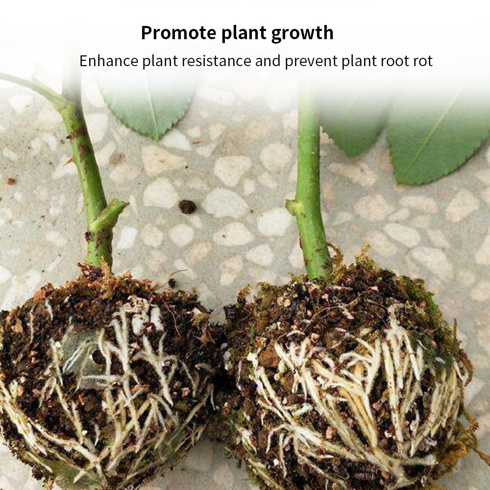 Blossom Plant Rooting Device Assisted Cutting Root... – Grandado