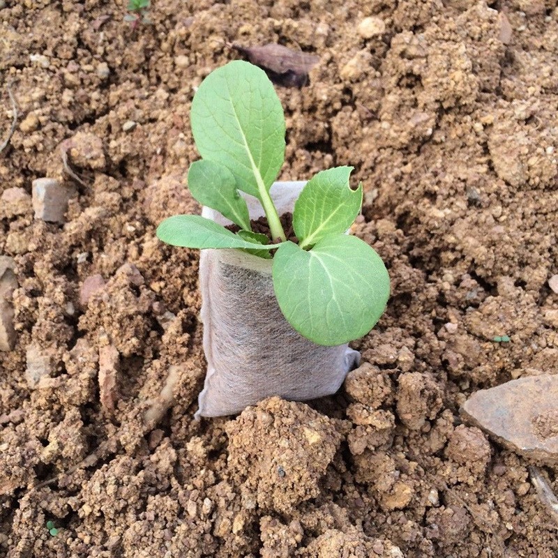 WCIC 100pcs Green Organic Vegetable Seeds pastoral... – Grandado