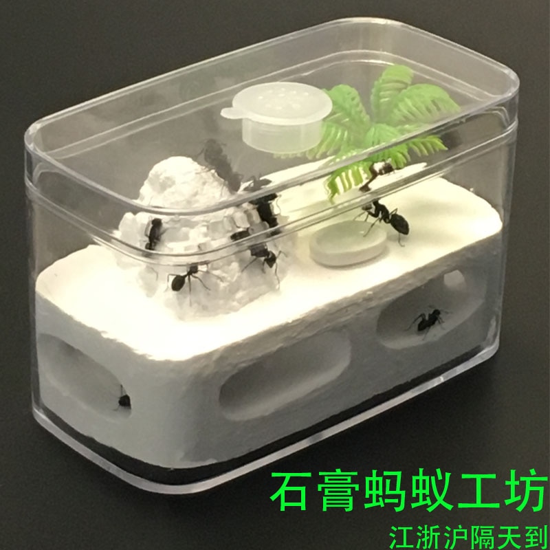 Pet Ant Living Gypsum Nest Ant Castle Ant Workshop... – Vicedeal Pet Ant Living Gypsum Nest Ant Castle Ant Workshop... – Vicedeal