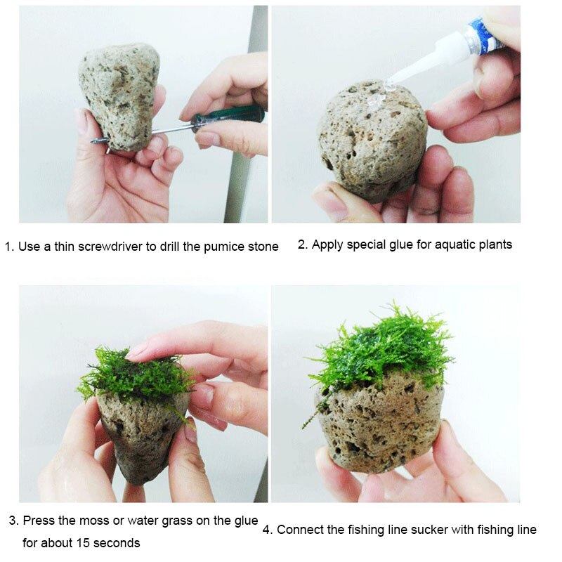 Small Size 5cm Natural Unique Shape Aquarium Fish ... – Grandado