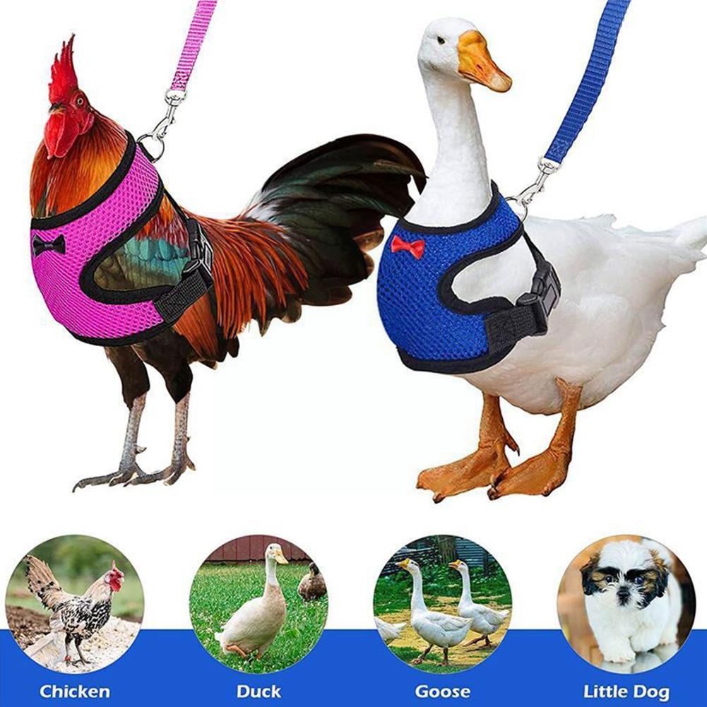 1 Set Wearable Chicken Safety Chest Strap Unisex P... – Grandado