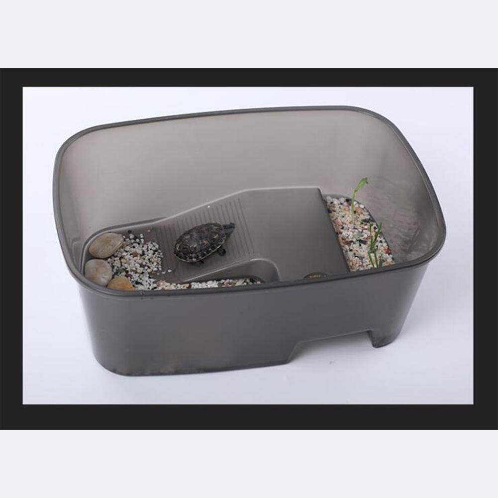 Reptile Turtles Tortoise Box Turtle Tortoise with ... – Grandado