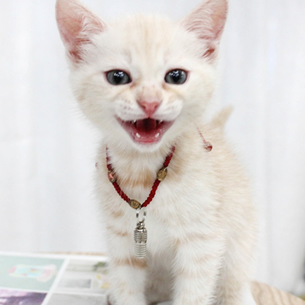 Pet Dog Collar for Dogs Cat ID Tag Tube Pet Name A... – Grandado