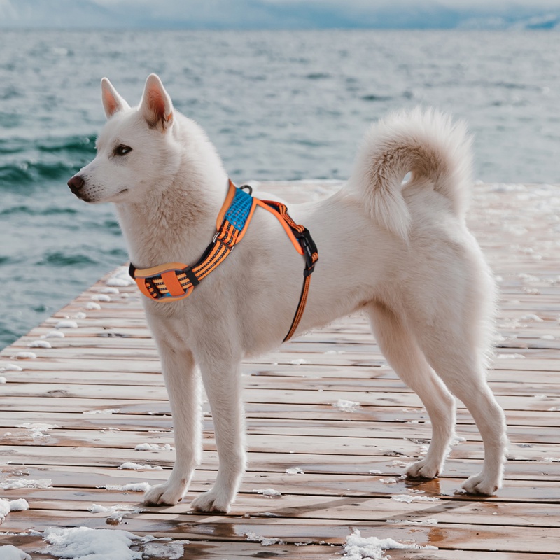 Adjustable Pet Chest Strap Harness Dog Training Ve... – Vicedeal