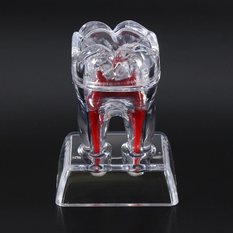 1 pc Separable Tooth Teaching Demonstration Model ... – Vicedeal