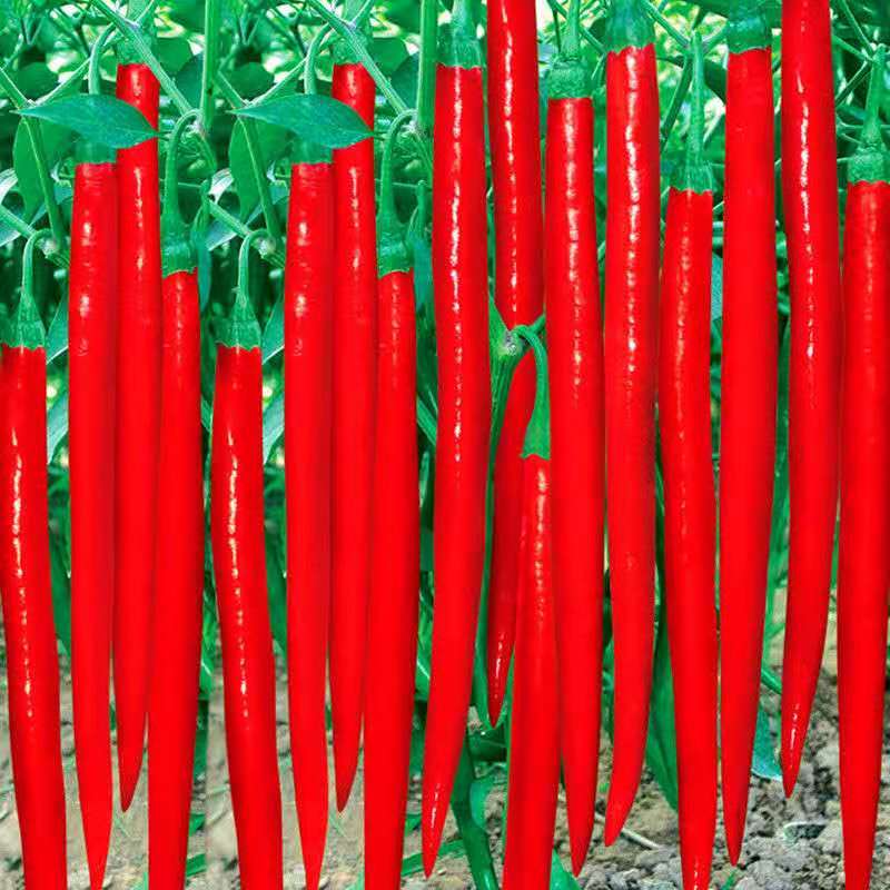 Morning pepper screw pepper thin skin green pepper... – Grandado