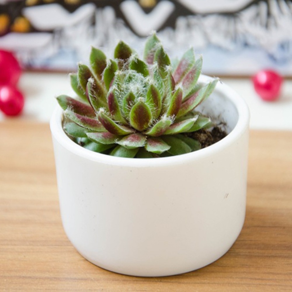Succulent Plant Fleshy Flower Decorative Round Pot... – Grandado