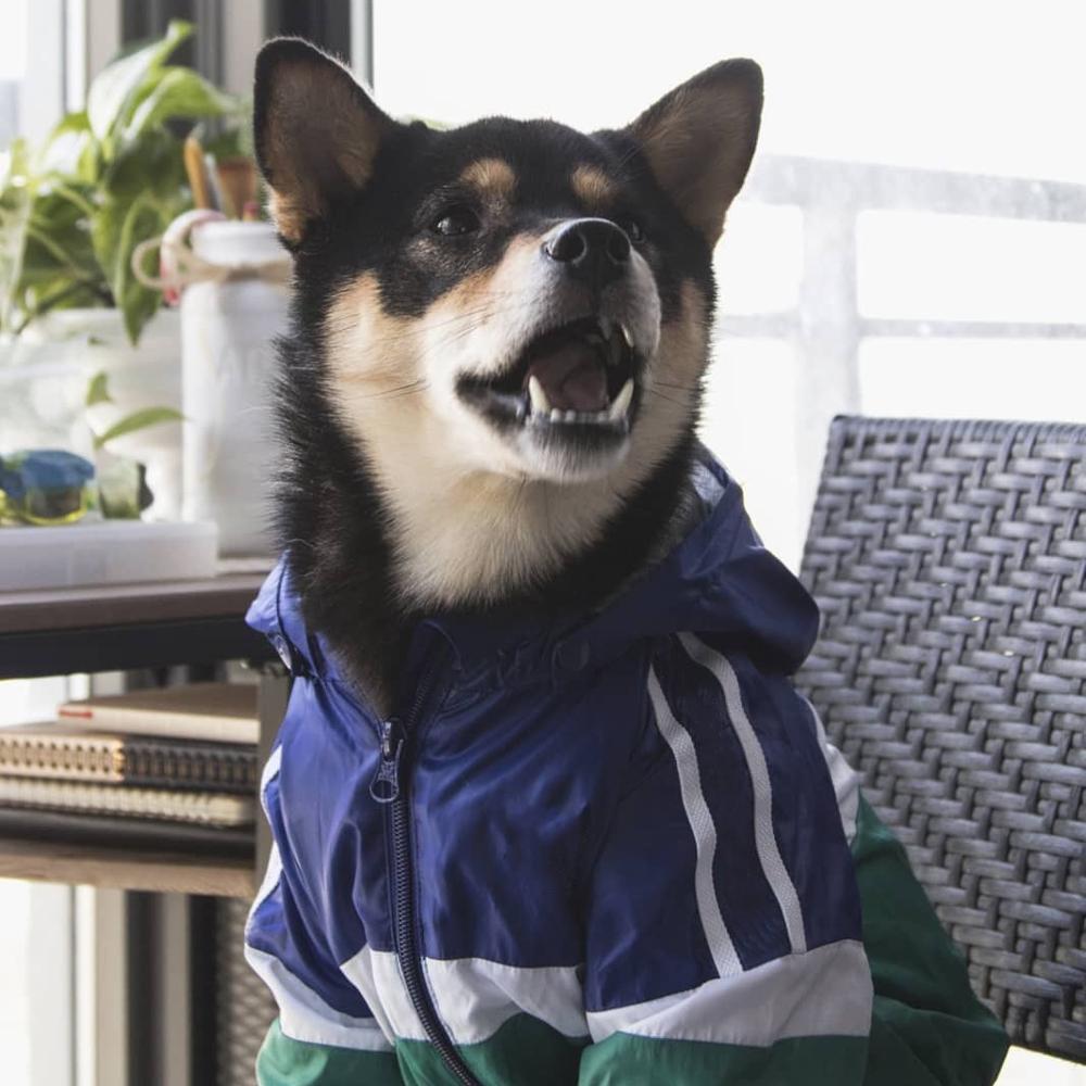 Inu Shiba Windbreaker Dog Outdoor Jacket Waterproo... – Grandado