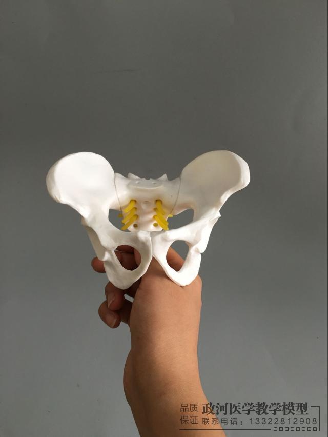Kleine Vrouwelijke Bekken Gynaecologische Model Be... – Vicedeal