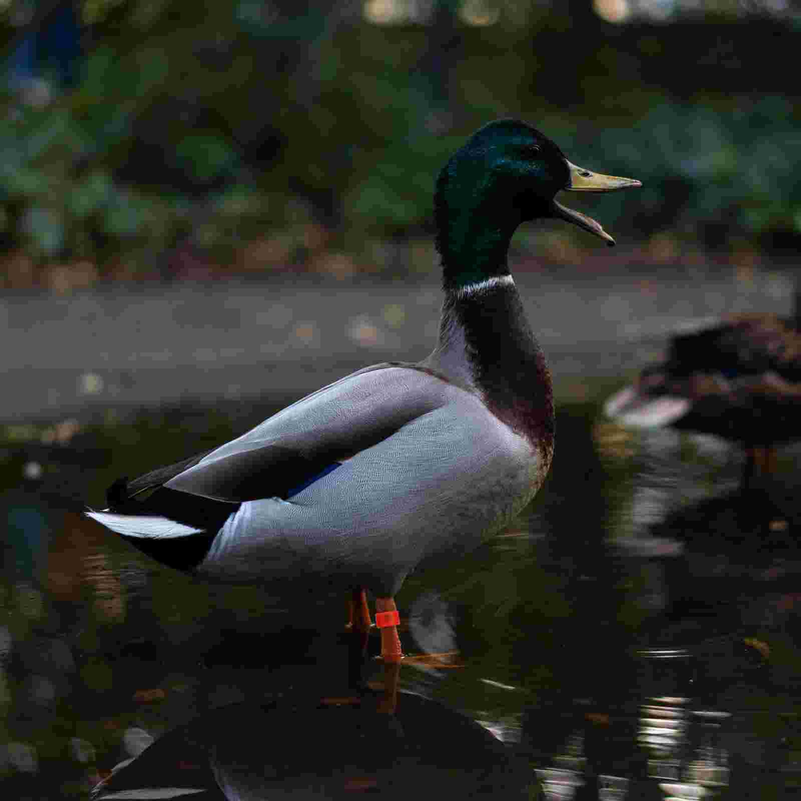 100pcs Numbered Chicken Leg Rings Chicken Identifi... – Grandado