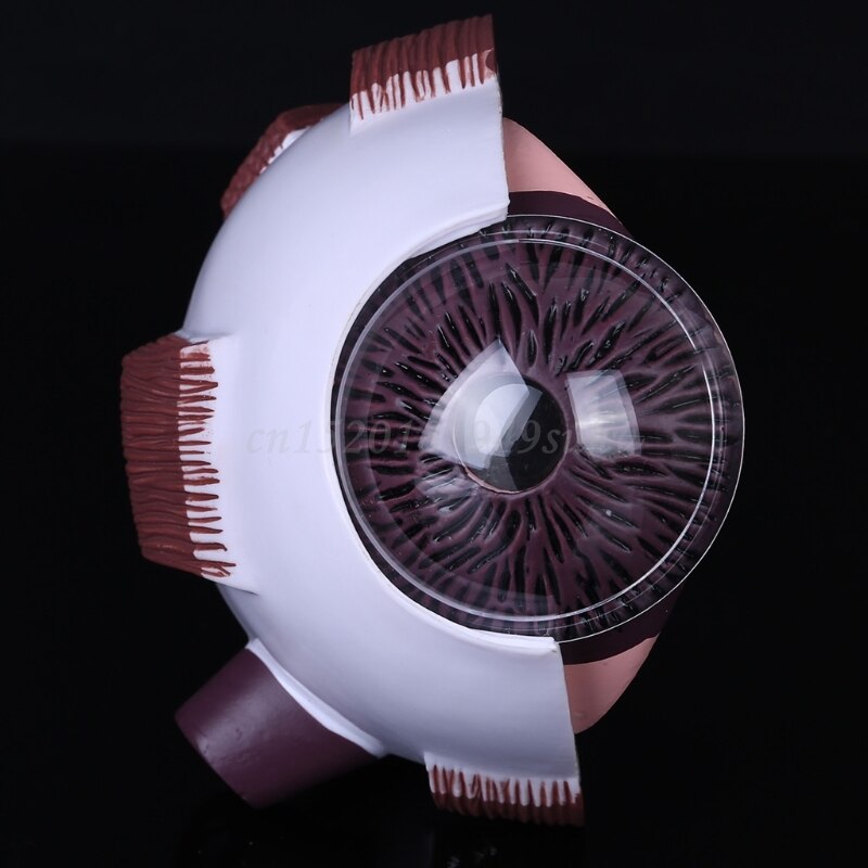 Menselijk Rechter Oog Oogbol Model Doorsnede Anato... – Grandado