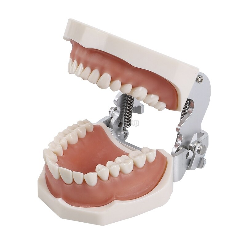 Dental Teaching Model Teeth model gum Standard Mod... – Vicedeal