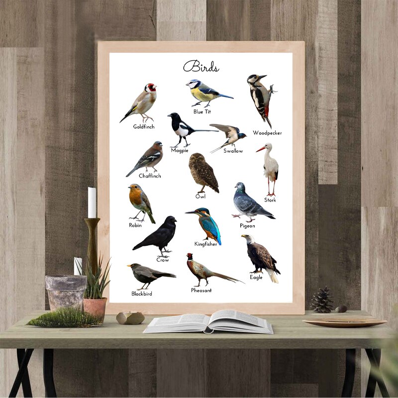VöGel Drucke Ebene Pädagogisches Poster Zauberstab... – Grandado