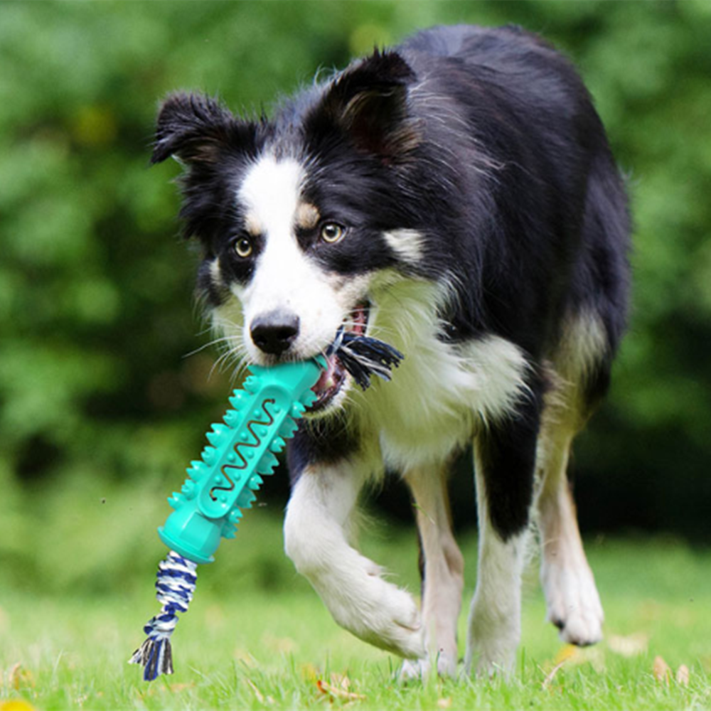 Dog Chew Toy Rubber Pet Dog Brushing Teeth Cleanin... – Vicedeal