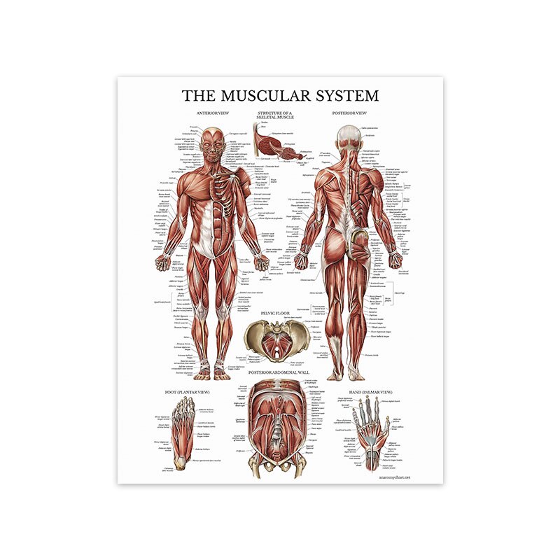 Anatomia humana arte da parede poster impressão es... – Vicedeal