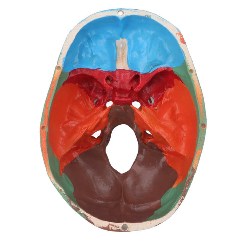 Colored Skull Model PVC Skull Model for School Hos... – Grandado