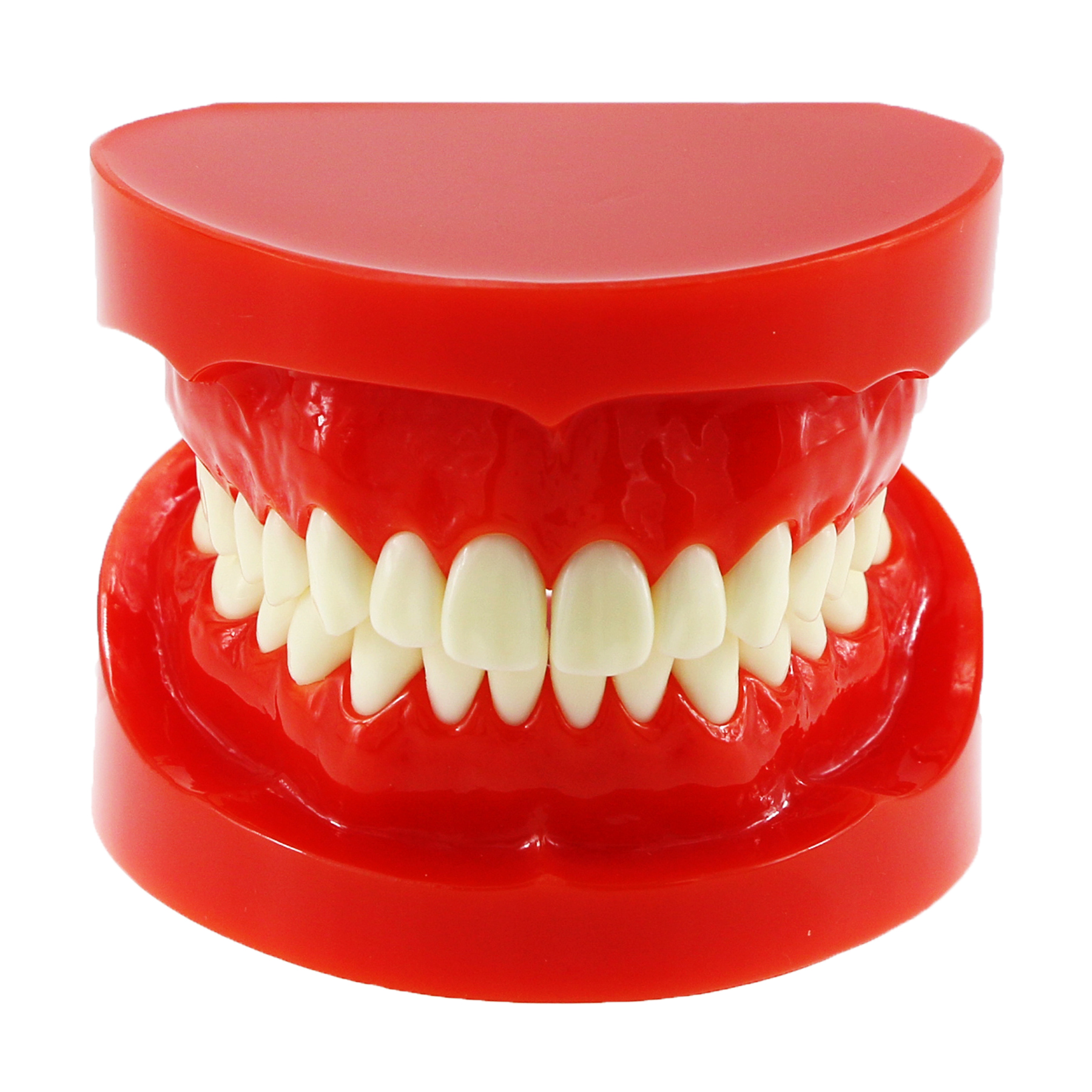 Dental Volwassen Standaard Natuur Tanden Model M70... – Vicedeal