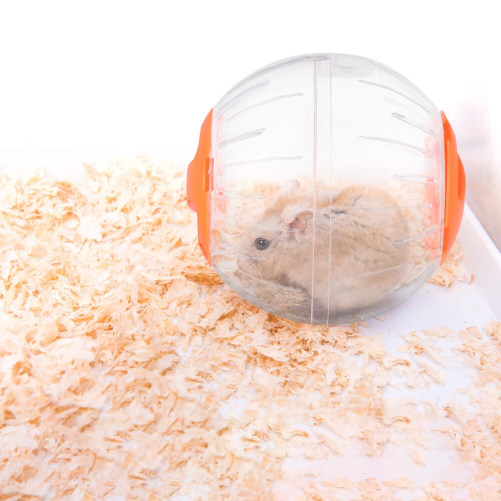 1 Pc Hamster Running Ball Portable Practical Exerc... – Grandado