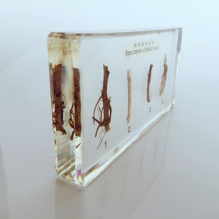 4 Kinds of Plant Roots Embedded Specimen Plant Roo... – Grandado