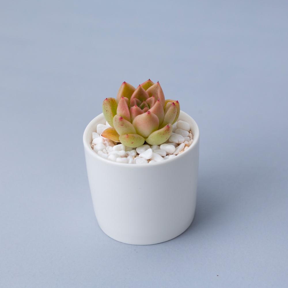 Classic Style Home Desktop Small Round Flower Pots... – Vicedeal