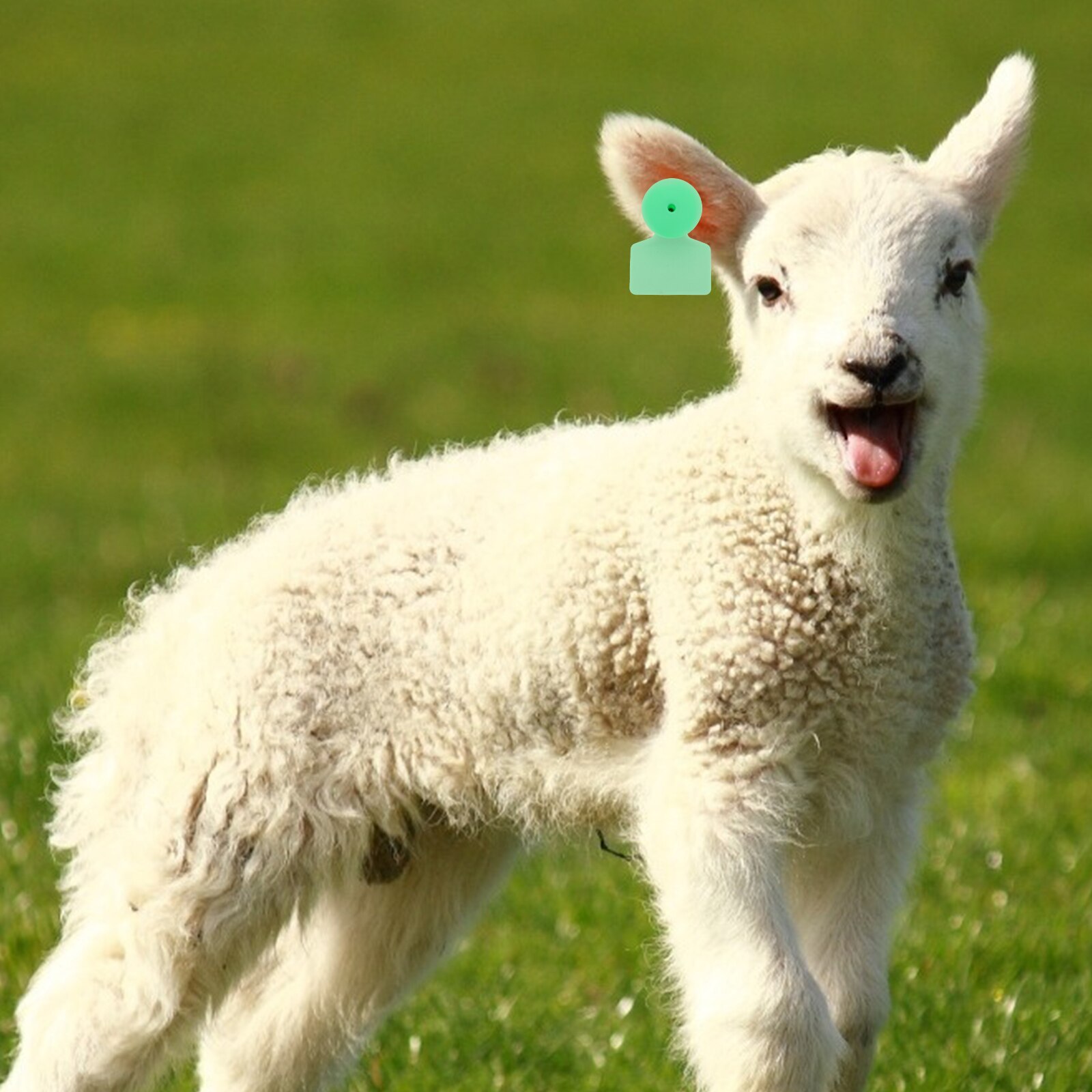 100pcs Practical Cow Cattle Ear Tags Durable Cow E... – Grandado