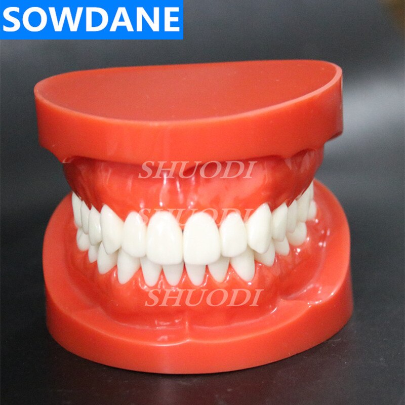 1:1 Dental Orthodontische Model Standaard Volwasse... – Grandado