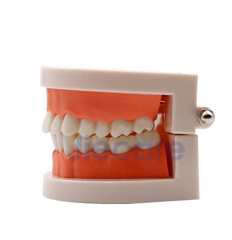 1 PC Dental Standard Teeth Model Oral Care Tooth C... – Grandado