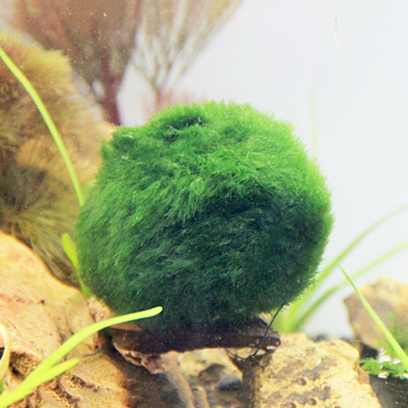 Aquatic Aquarium Landscape Real Grass Live Mousse ... – Grandado